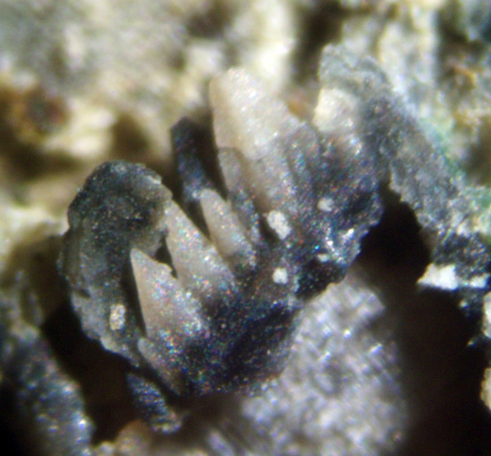 Louisville Fossils and Beyond: Calcium Acetate or the Lemon Meringue ...