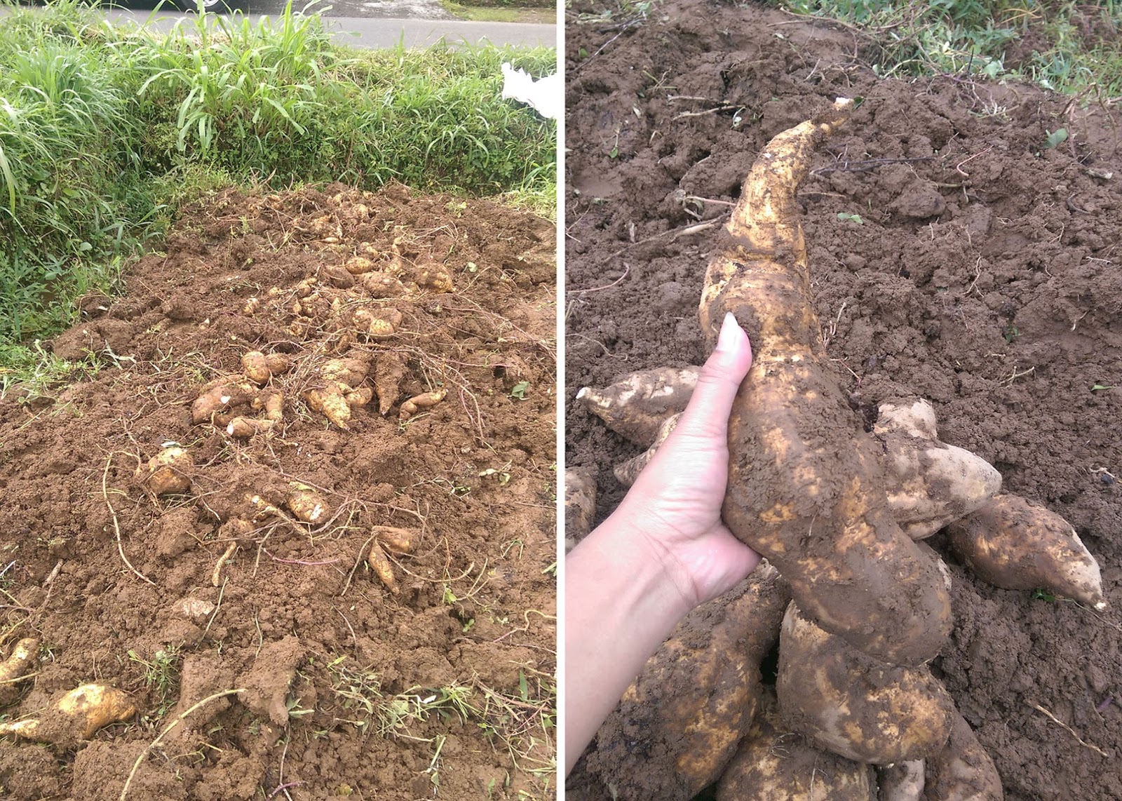 Ubi Madu Cilembu Umur 5 Bulan Yang Dipupuk Bio Optifarm, Kok Jadi ...