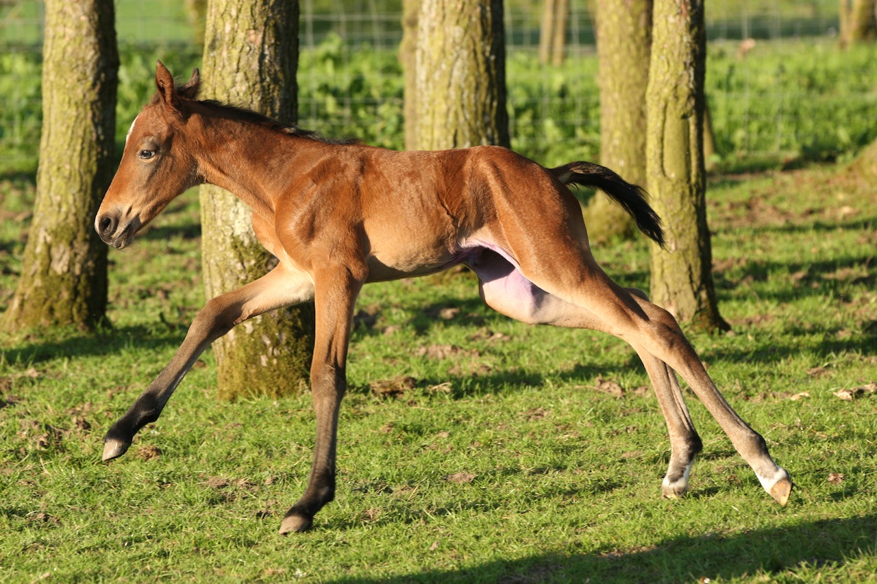 Chamfron Stud : Chamfron Mara - One Day Old