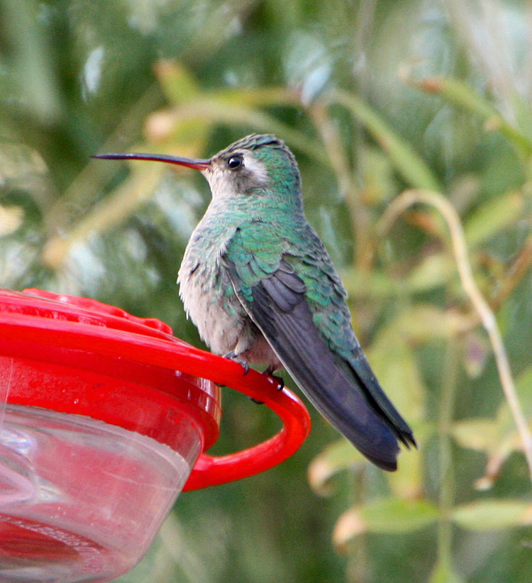 Northern Illinois Birder: Southwest Hummingbirds Part 3: Broad-tailed ...