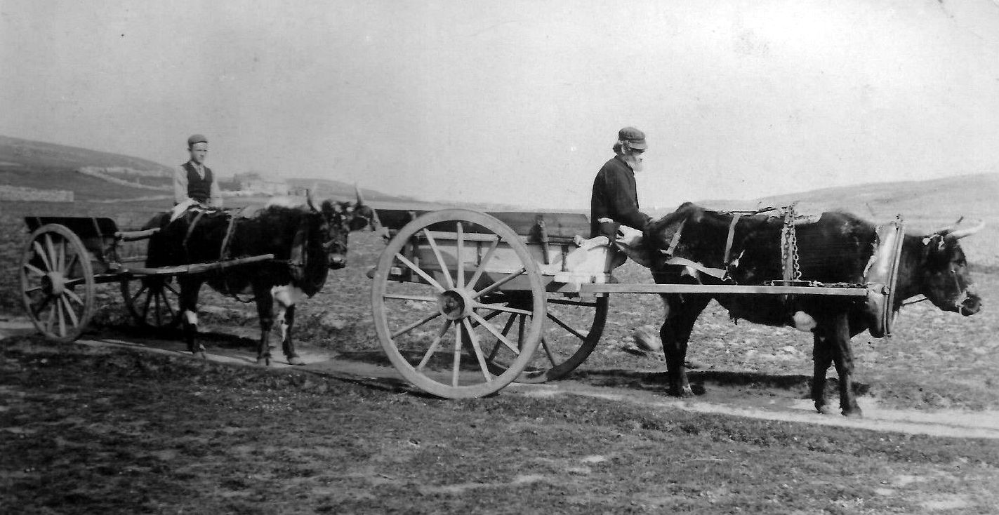 Tour Scotland: Old Photographs Crofters With Oxen And Carts Fair Isle ...