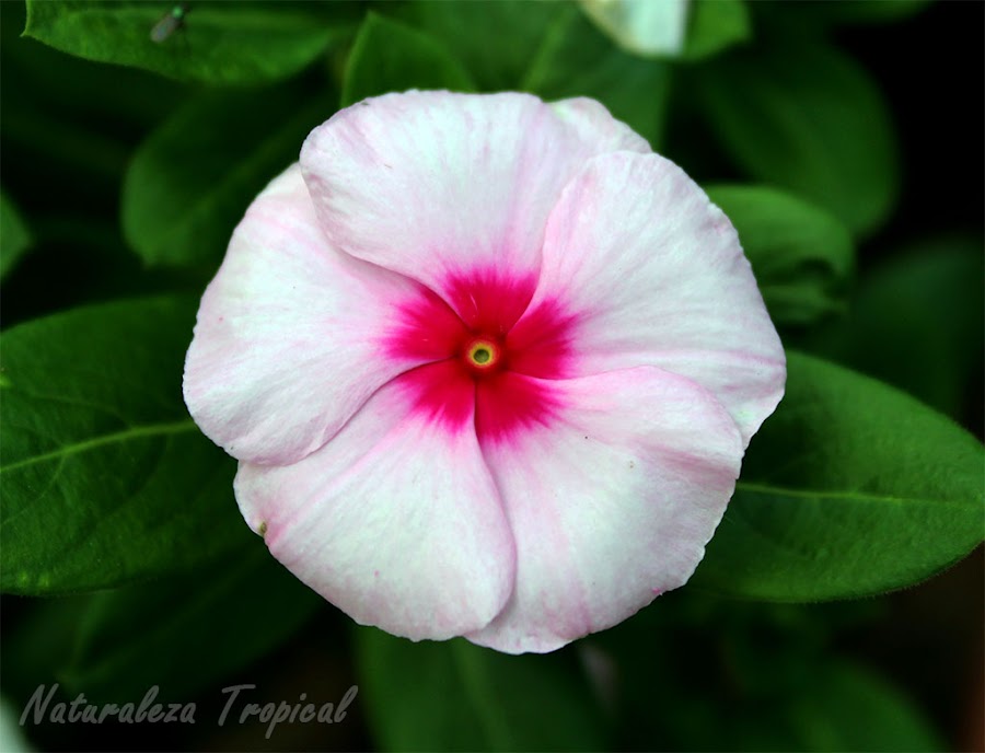 5 razones para cultivar Vicarias, Vinca rosea o Catharanthus roseus ...