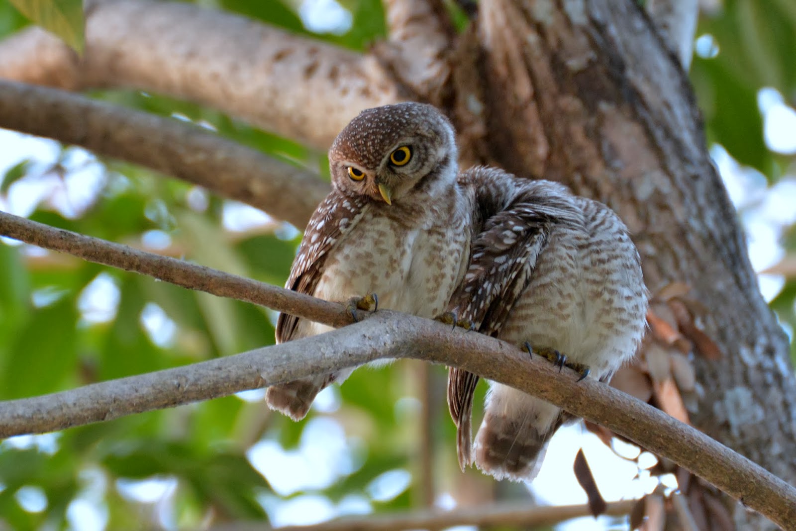 Bangkok Birds: นกกรุงเทพ: นกเค้าจุด (Spotted Owlet)