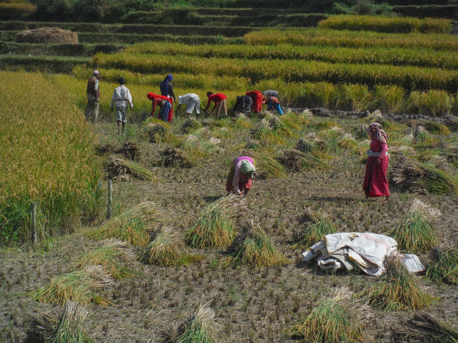 Ann Marcer in Nepal: Rice - how it is produced in Nepal