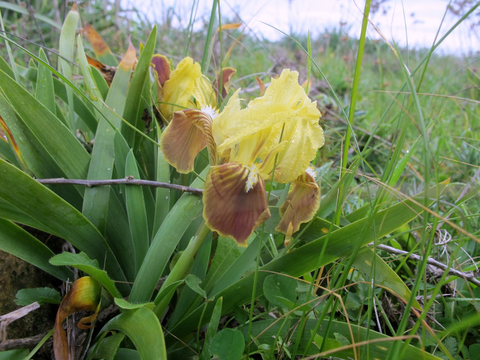 FLORA NEL SALENTO e.. anche altrove: Iris pseudopumila Tineo ...
