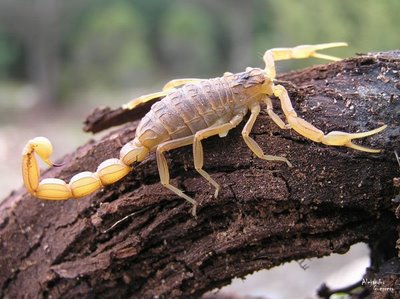 BREA VENENOS: ANATOMÍA DE LOS ESCORPIONES