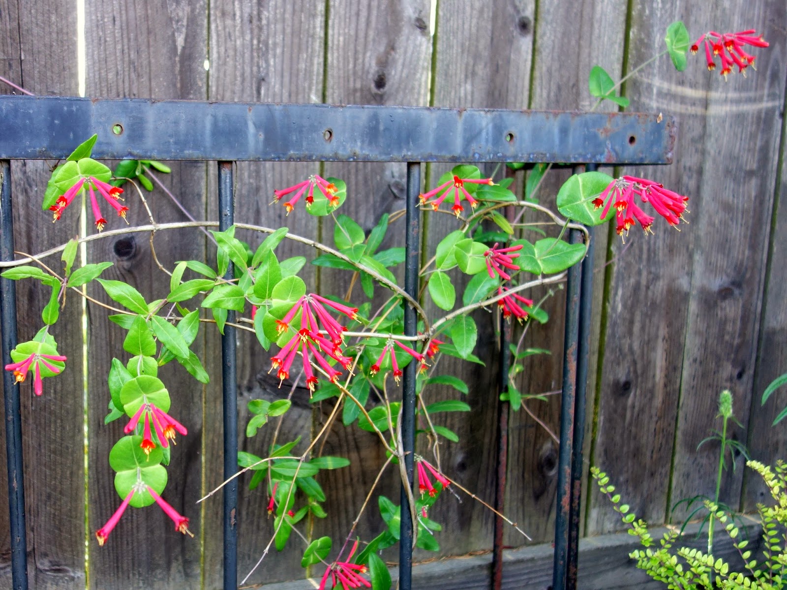 Just a girl with a hammer: Garden bloggers' bloom day, May 2014