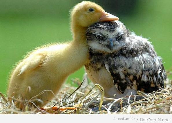 White Wolf : 15 Unusual Animal Friendships That Will Melt Your Heart