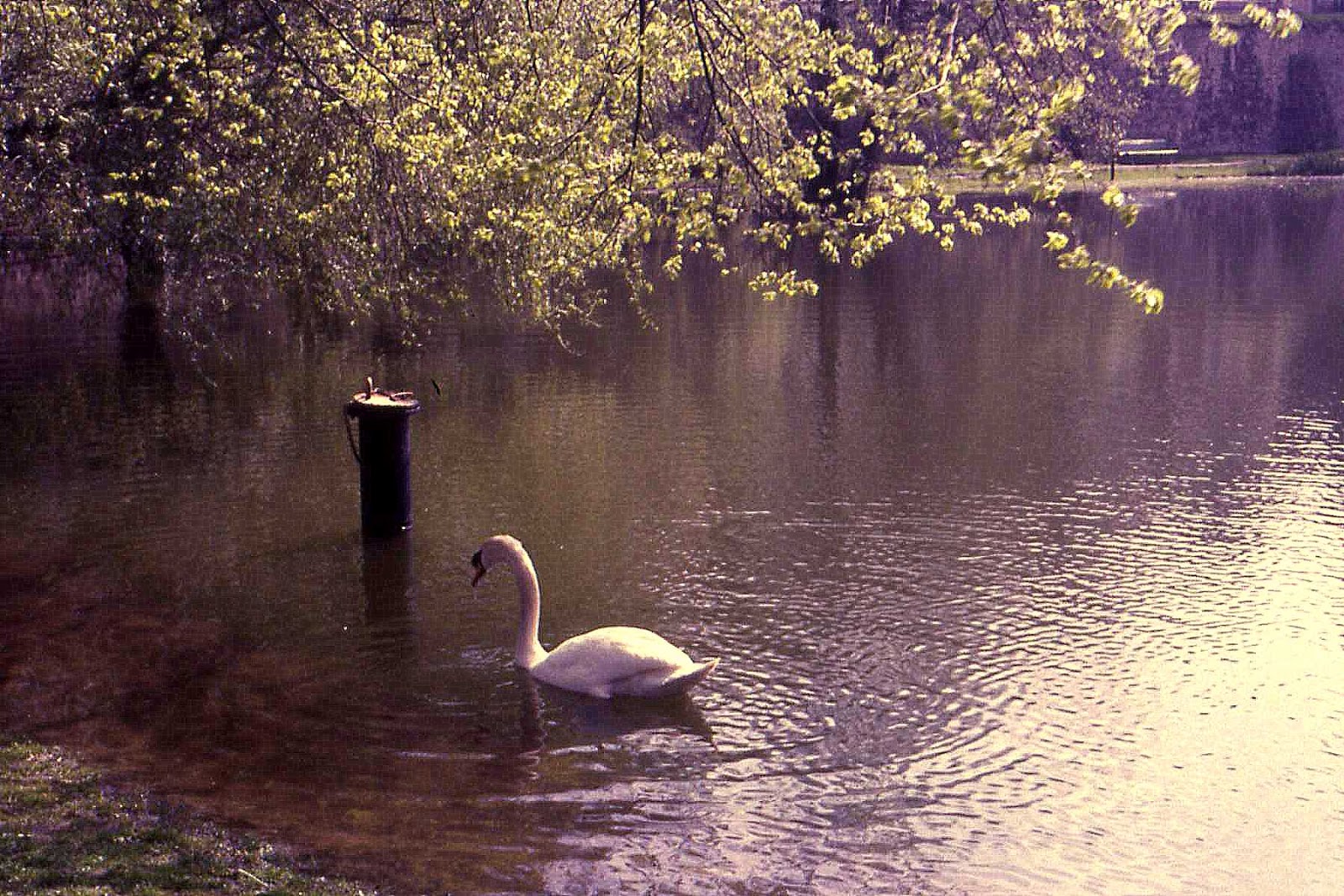 The Mathematical Tourist: Swan Pond