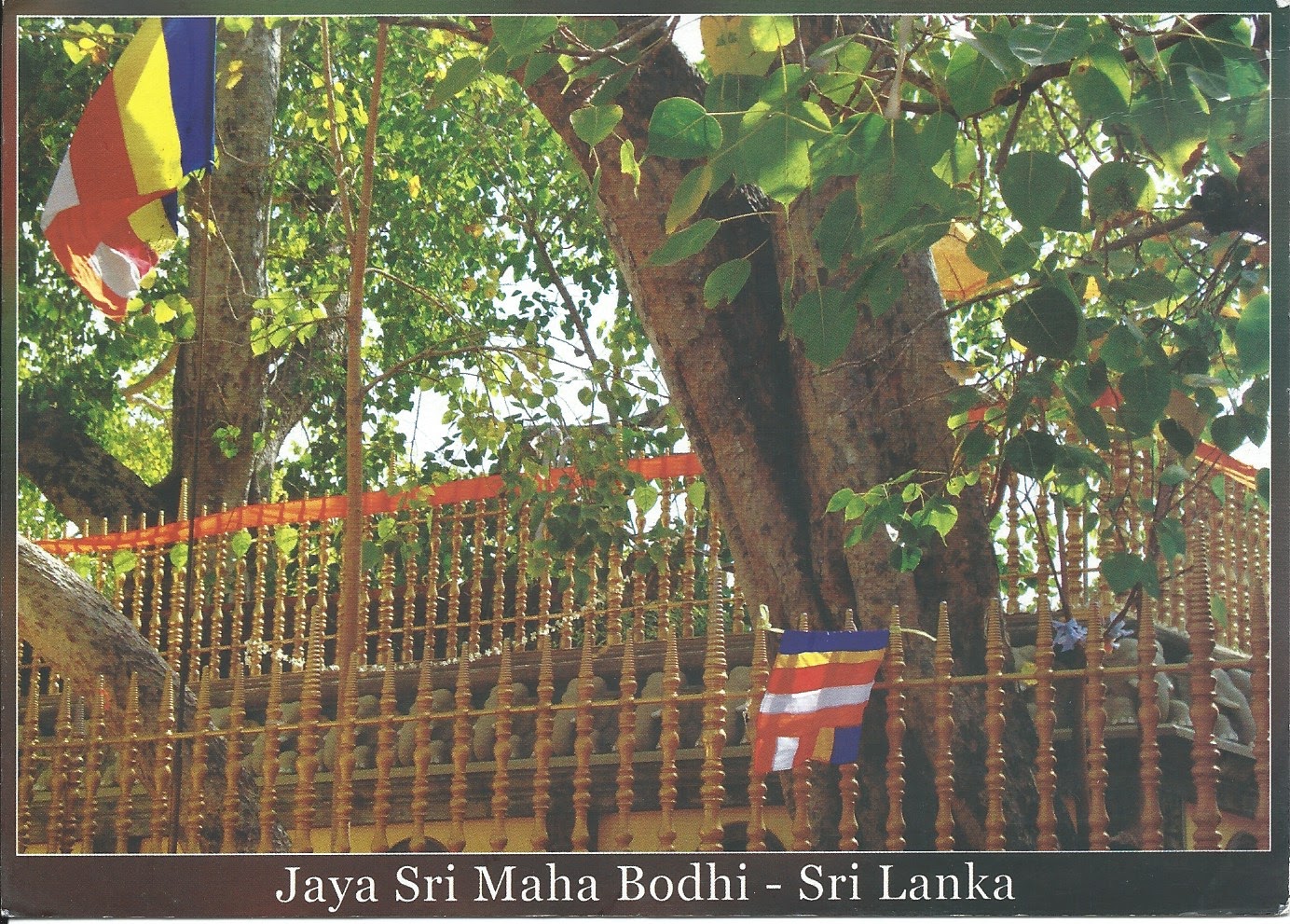 MY POSTCARD-PAGE: SRI LANKA ~ Sacred Sri Maha Bodhi Tree - Anuradhapura ...