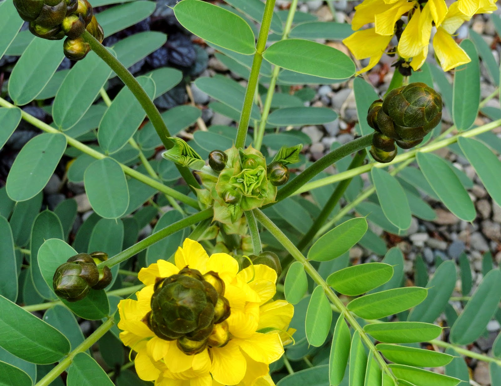 danger garden: Cassia didymobotrya is my favorite plant in the garden ...