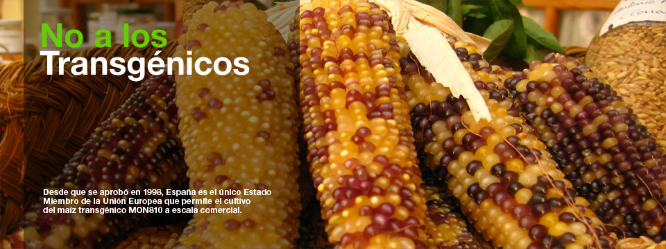 Vivir Mejor: Alimentos Transgénicos..Buenos o Malos???