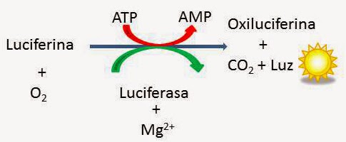 Ciencias biosanitarias para todos: La bioluminiscencia y otras luces
