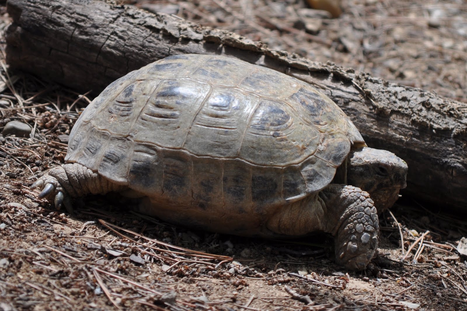 ZOOTOGRAFIANDO (6.096 ANIMALS): TORTUGA RUSA / RUSSIAN TORTOISE ...