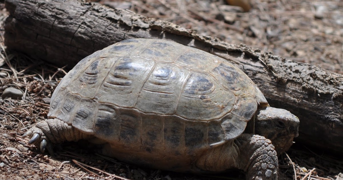 ZOOTOGRAFIANDO (6.096 ANIMALS): TORTUGA RUSA / RUSSIAN TORTOISE ...