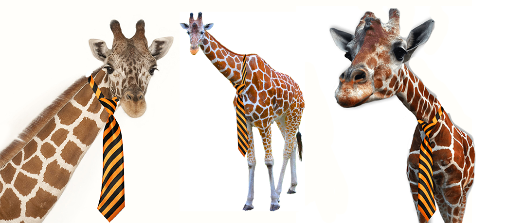 How Should a Giraffe Tie His Necktie