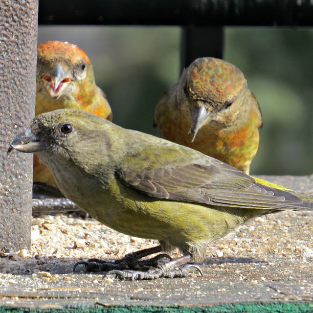 Birding Is Fun!: A Crossbill Month