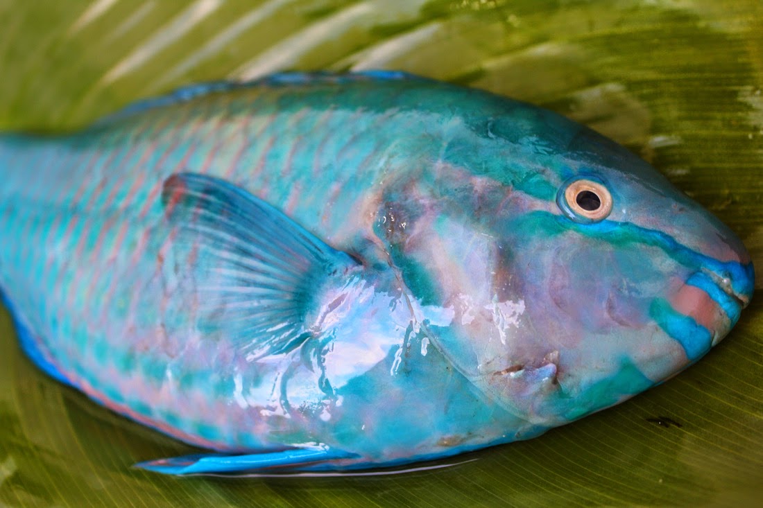 PARROTFISH photos - wallpapers (ανανεωμένο) | the fun bank