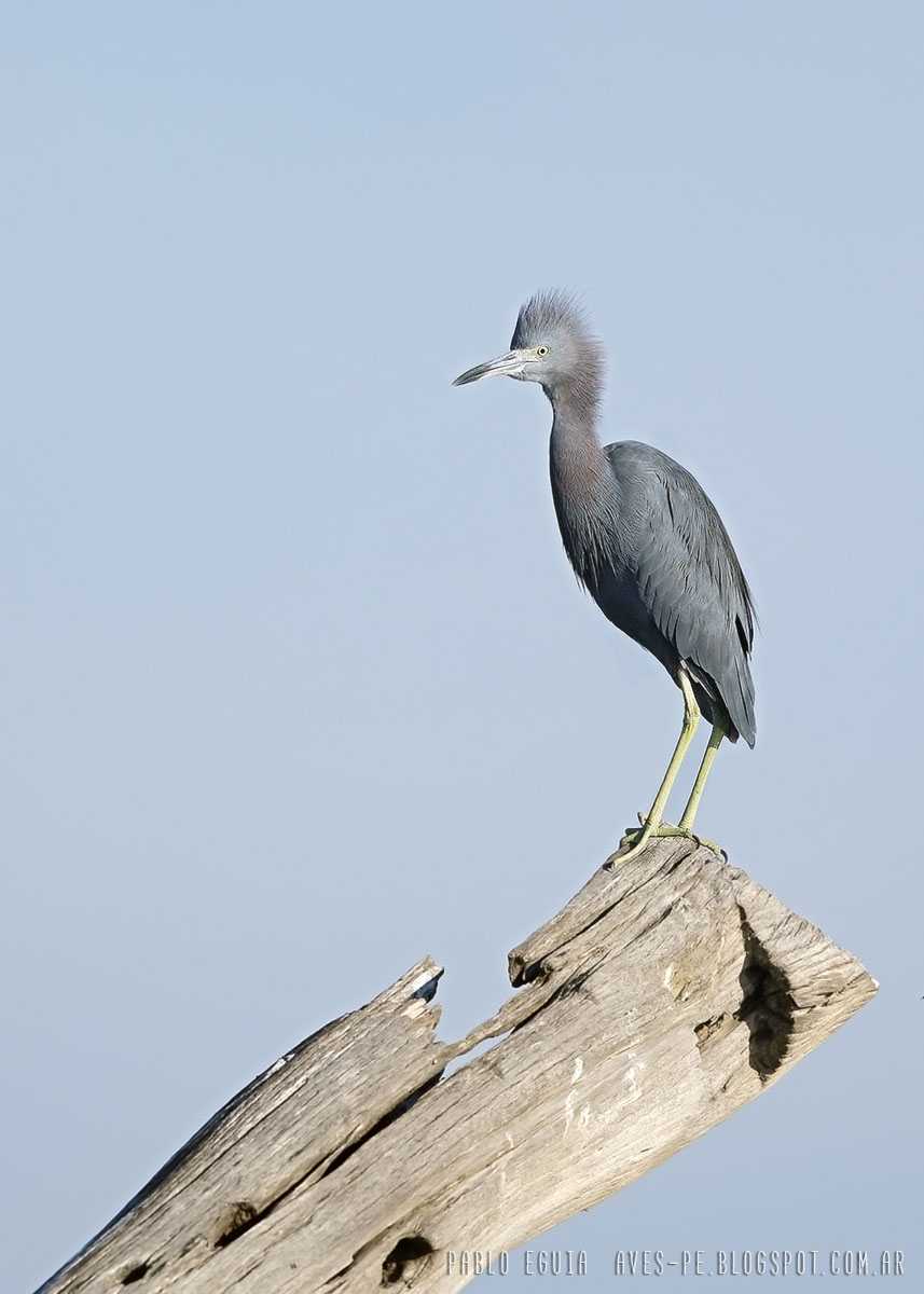 mis fotos de aves: Egretta caerulea Garza Azul Little Blue Heron