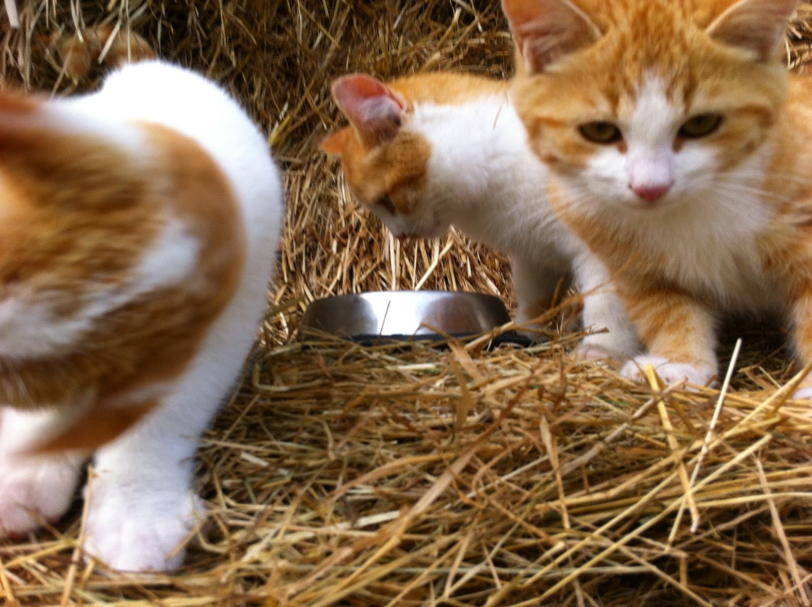 Une portée de 3 chatons roux (adoptés)