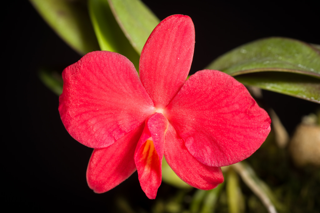 Grow and care Cattleya orchid - The Queen of Flowers | Travaldo's blog