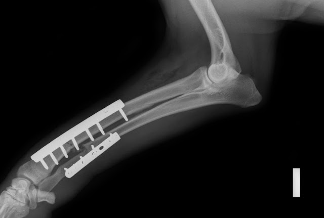 ARTROVET: Fractura de cúbito y radio