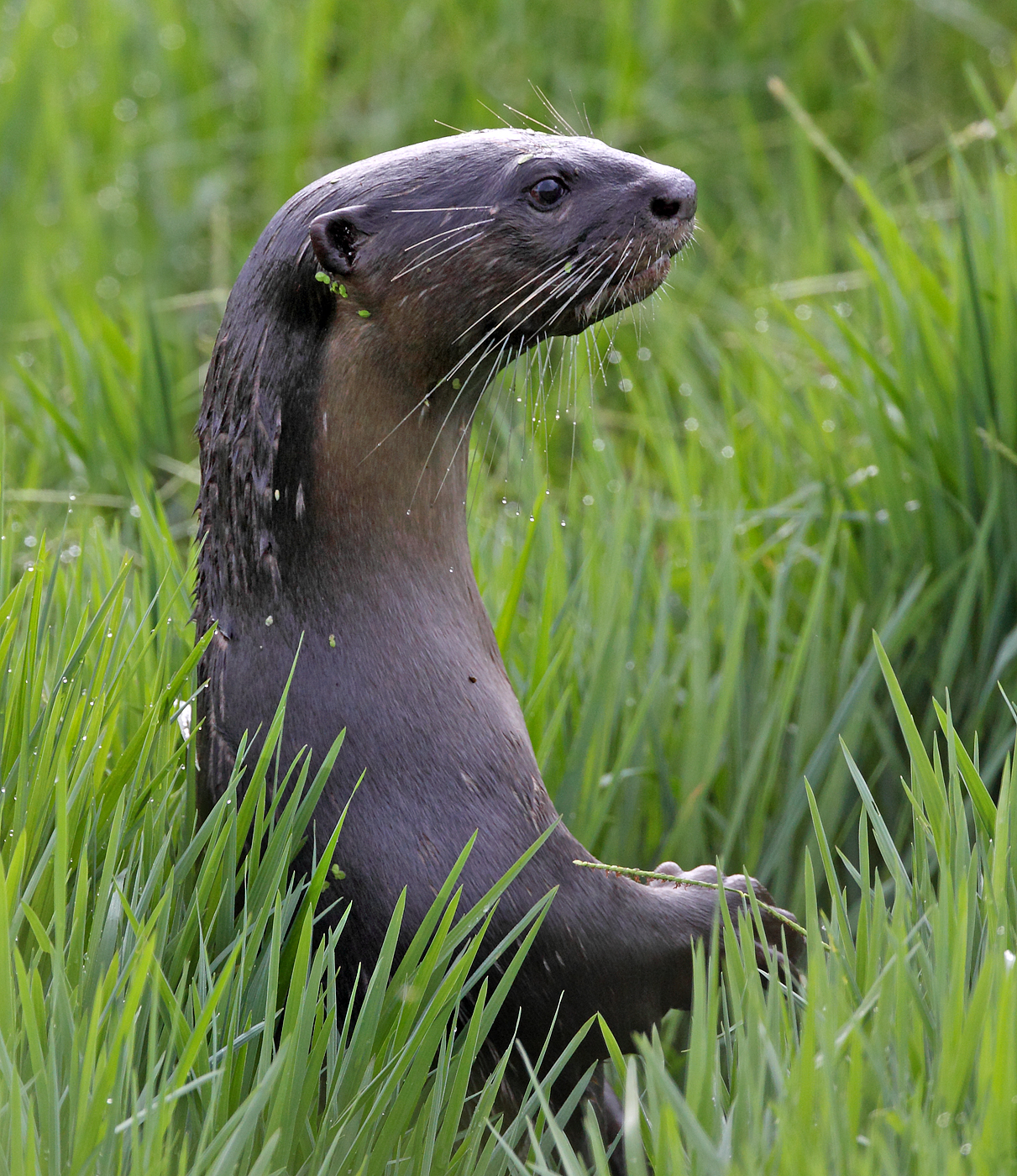 Smooth-coated Otters