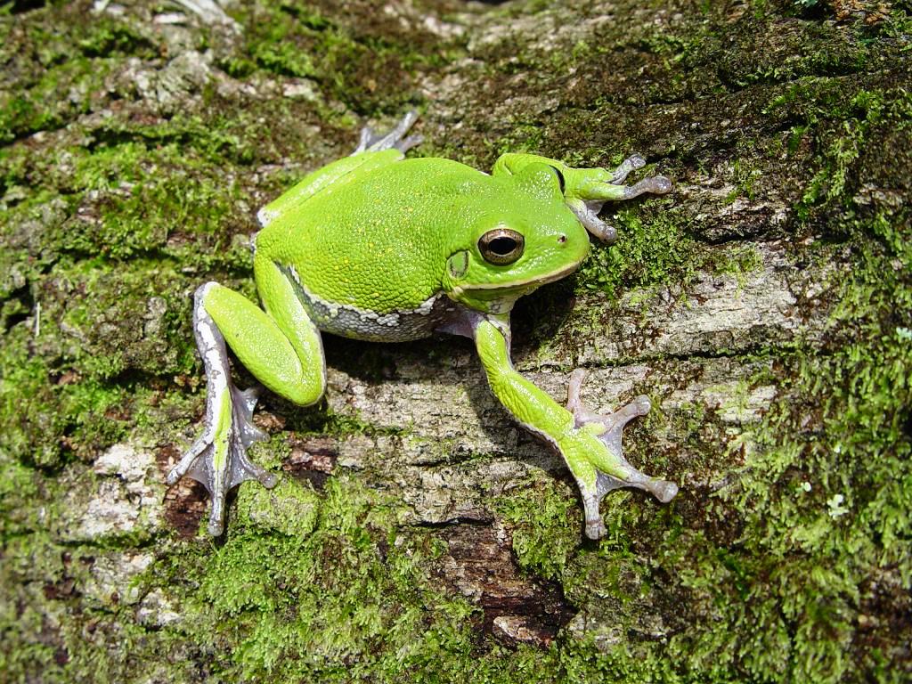 Alabama PARC: Frogging By Ear Workshop