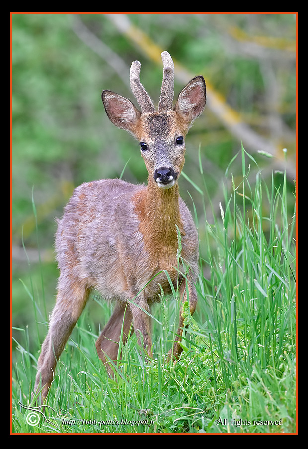 WILDLIFE GATEWAY: Nouveau chevreuil dans le jardin