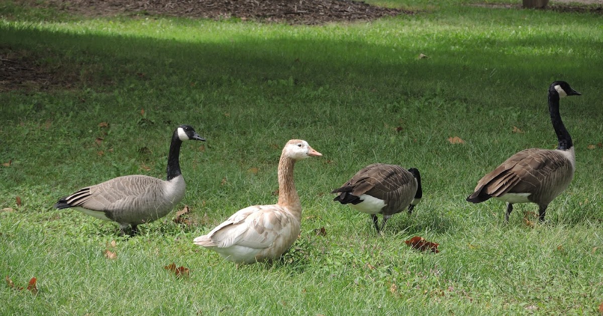 ZBirding: Leucistic Canada Goose