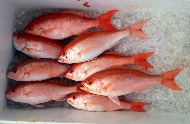 Red Snapper Calories - Fresh Red Snapper, Buy Red Snapper, Red Snapper ...