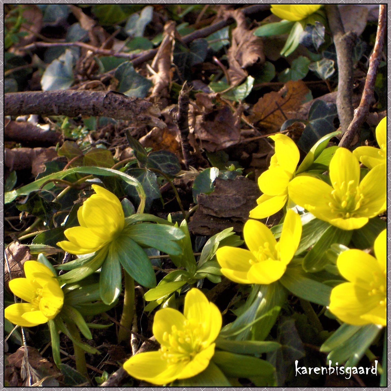 Karen`s Nature Photography: Blooming Eranthis.