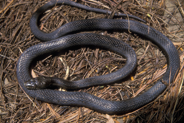 Snakes: Black Water Snakes