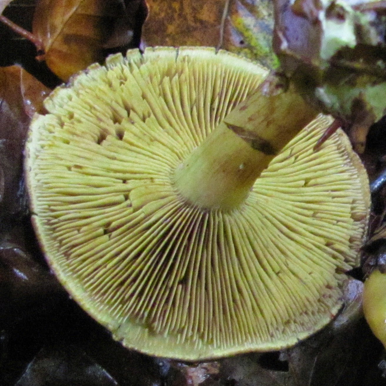 Guía de Setas y Hongos de Navarra.: Cortinarius citrinus L ex Orton