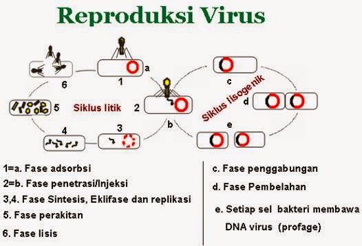 Cara Reproduksi dan Klasifikasi Virus | Tri Denda