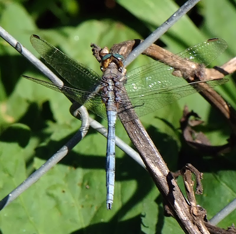 Biodiversidad Costa Granadina y ... (Fauna): Libélula azul (Orthetrum ...