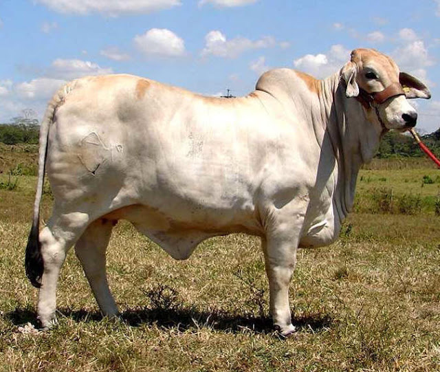 CEBÚ ♥ ♥ ♥ ZEBÚ♔♕♖♗♘ LA PASIÓN POR EL #CEBÚ #ZEBU: ESTANCIA LAS ...