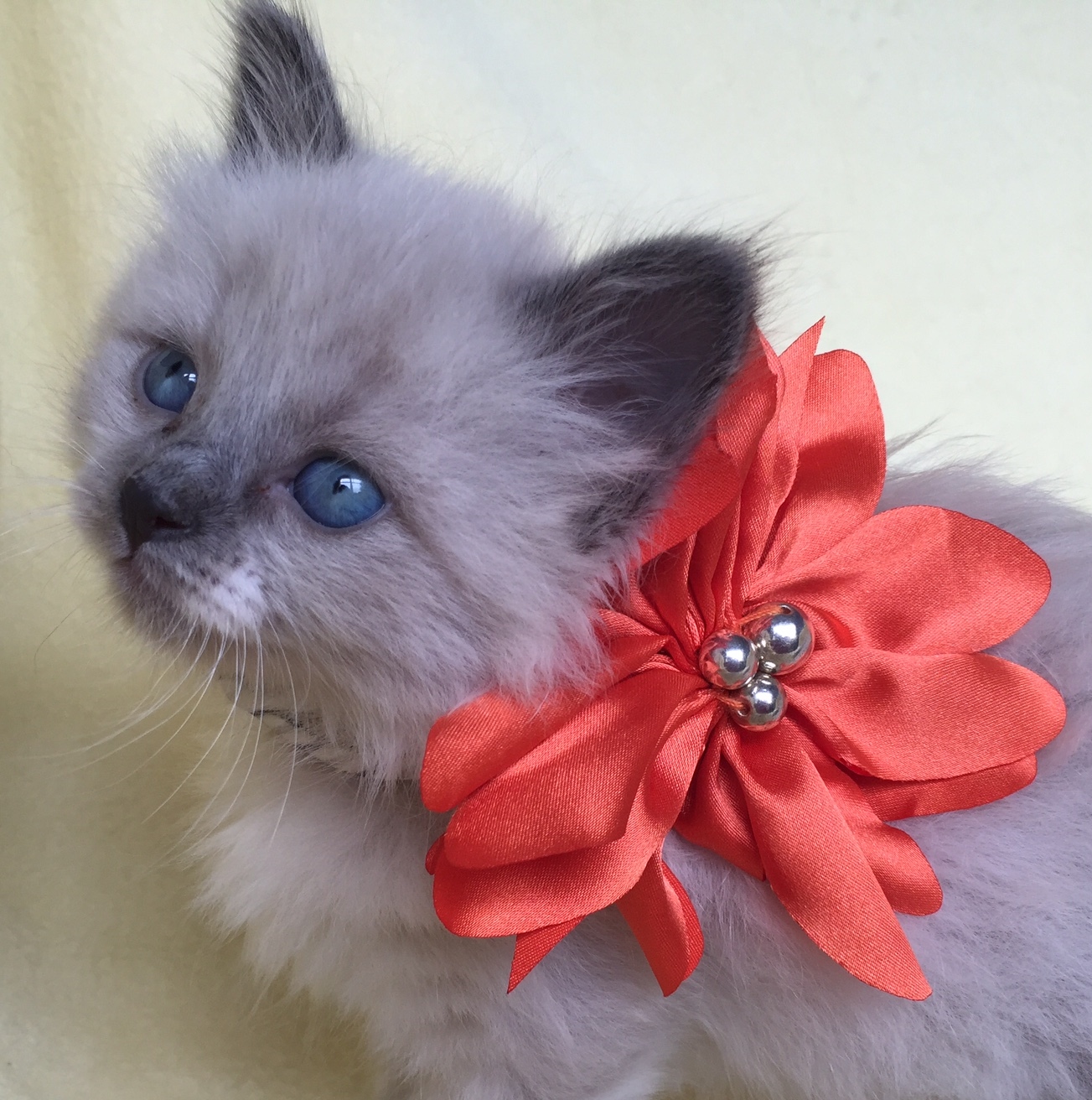 As the World Purrs: Happy May Day!