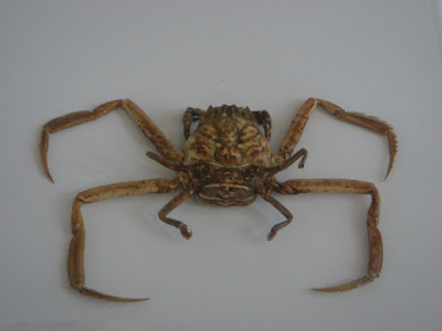 Gomineko Books: Next Call for Art Submissions! - Heikegani (Samurai Crabs)