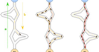 Algoritma : Ant Colony Optimization (ACO) System ~ NicolasBarus