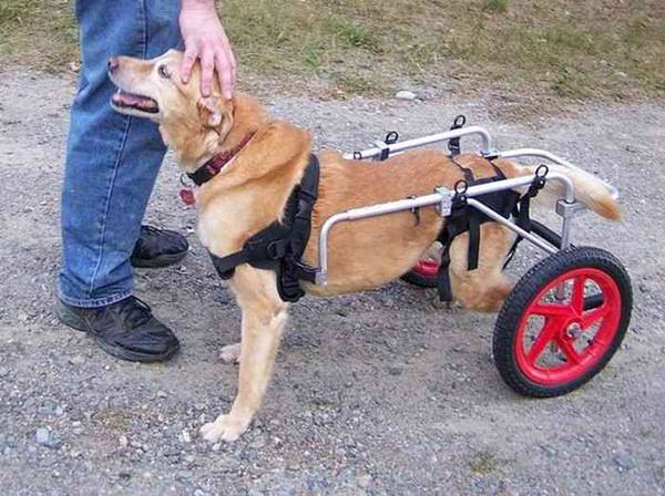 wOndor.blogspot.com: Unique Mobility for Disabled Dogs (21 pics)