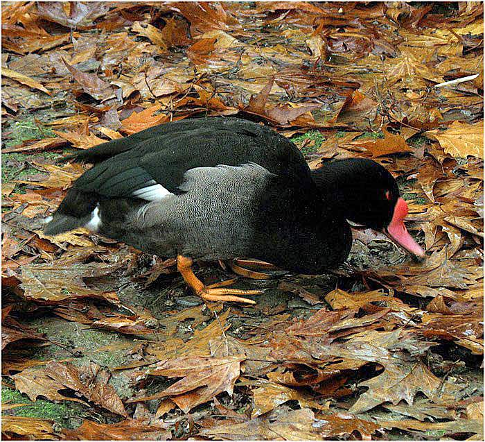 FOTO NATURA HUESCA 2: PATO PICAZO Netta Johann Jakob Kaup, 1829 rosy ...