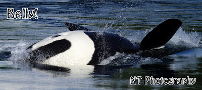 Whales and Dolphins BC Sightings: Many Cetacean Sightings