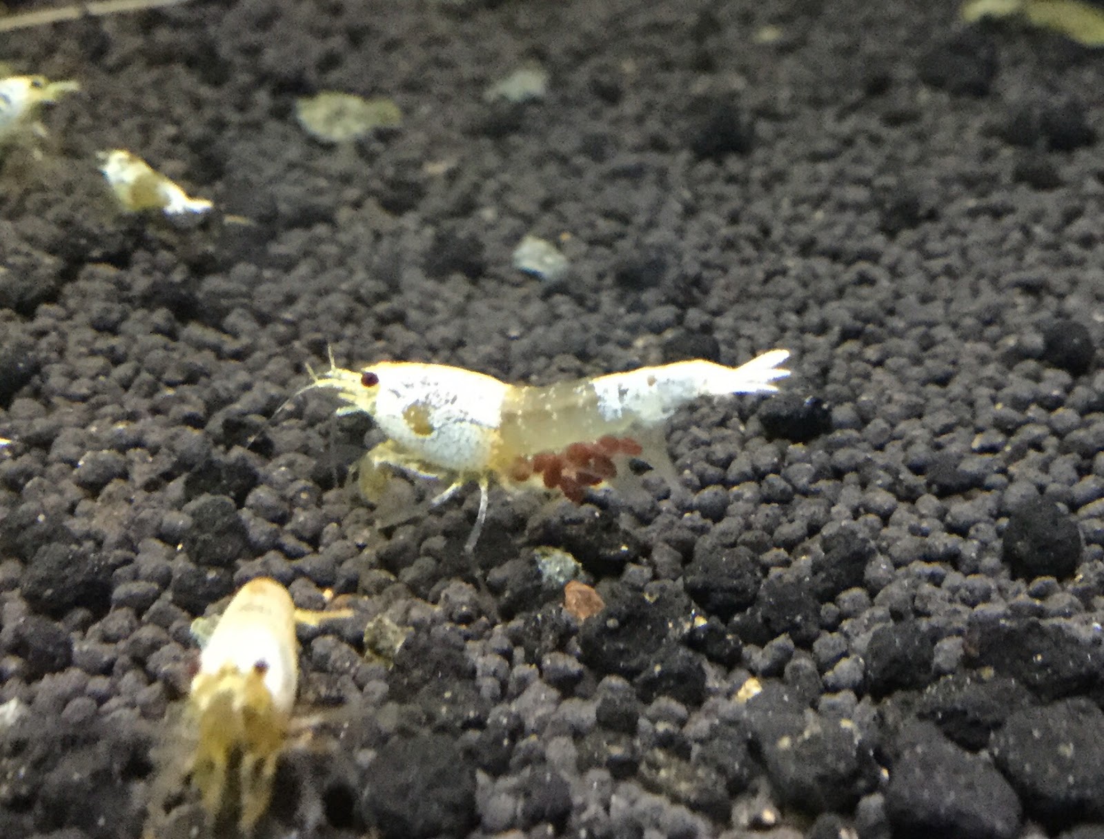 Crystal Red Shrimp: Rili White Golden Bee Shrimp