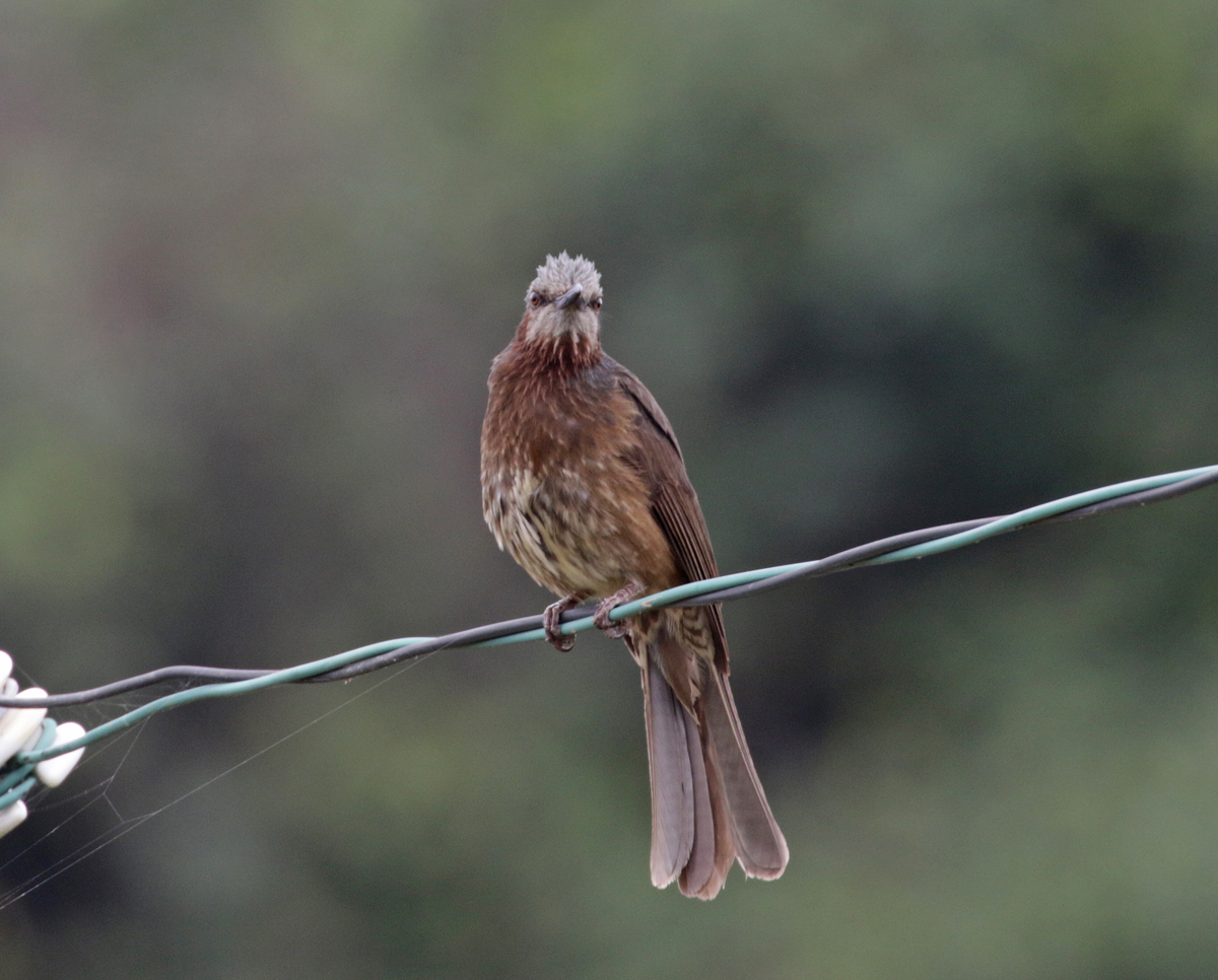 BIRDING - Kyoto, Kansai and Japan: A few Yaeyama natives