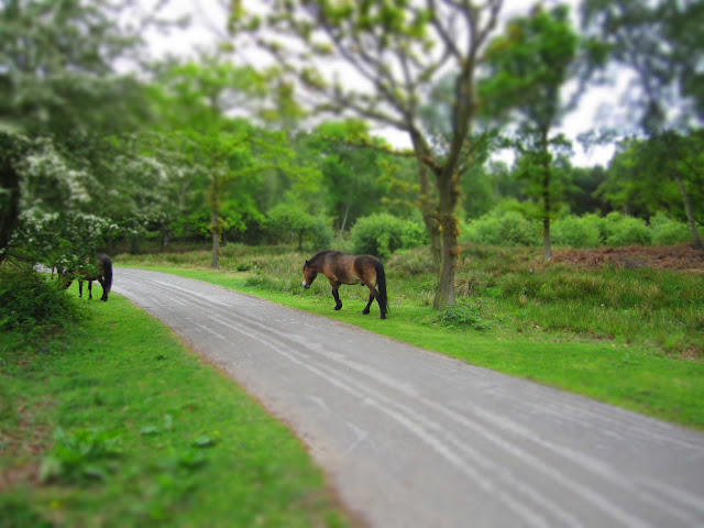 indie birder: Skipwith Common, Bank Island and Wheldrake Ings