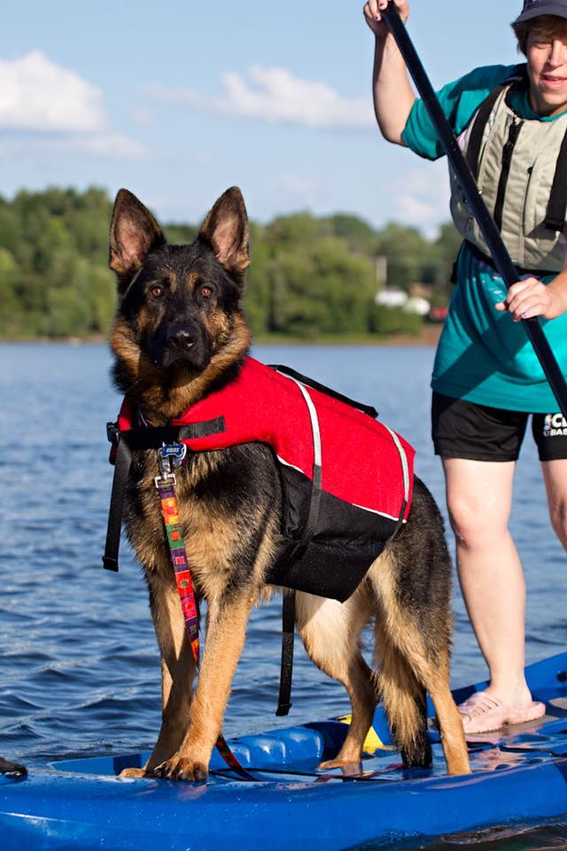 Applying engineering design to dog training