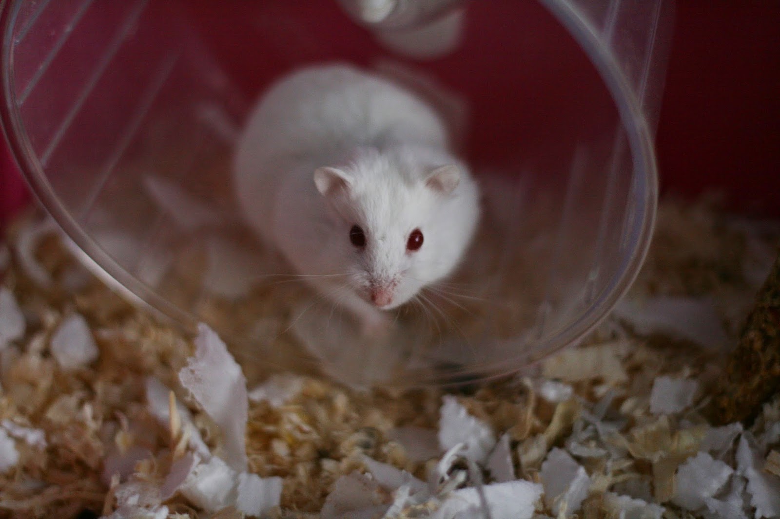 My precious little photos: Snowy the Russian Dwarf Hamster