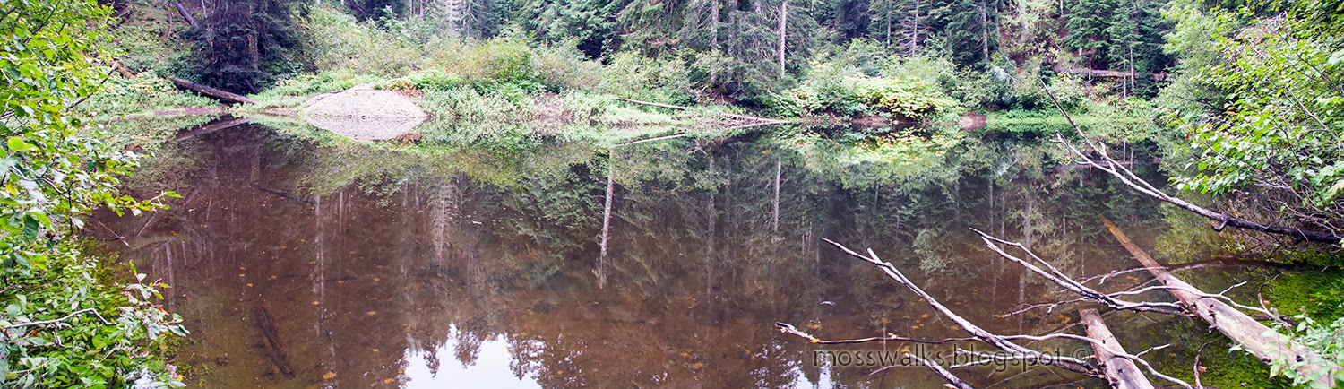 Walks with Moss: Yellow Jacket, Devil Club and Slide Alder Extravaganza!