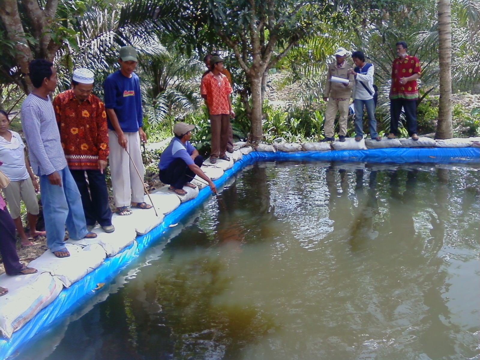 Budidaya Ikan Lele Sangkuriang Di Kolam Terpal Jati Id